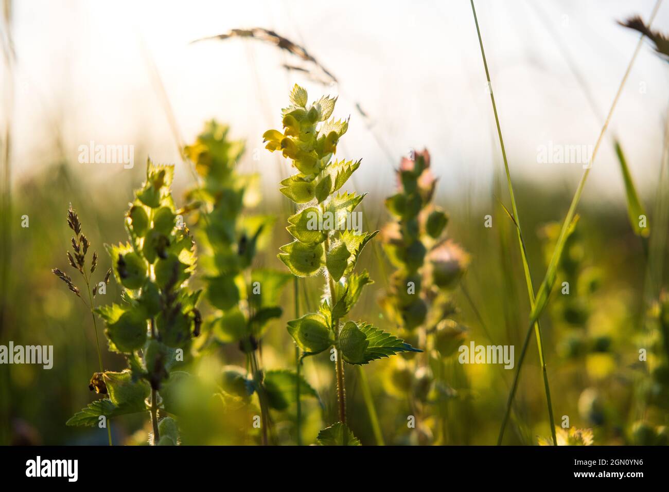 Closeup shot of Yellow rattle in the field Stock Photo - Alamy