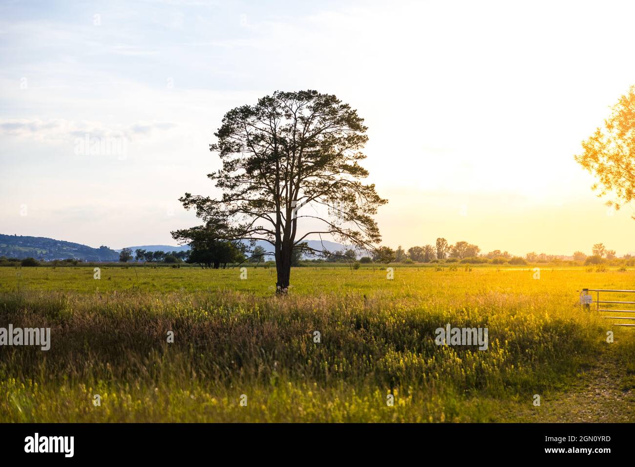 Lone tree in the green field at Stock Photo - Alamy