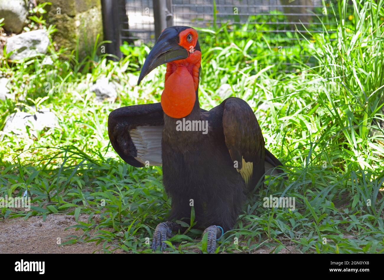 Endemic goiter hi-res stock photography and images - Alamy