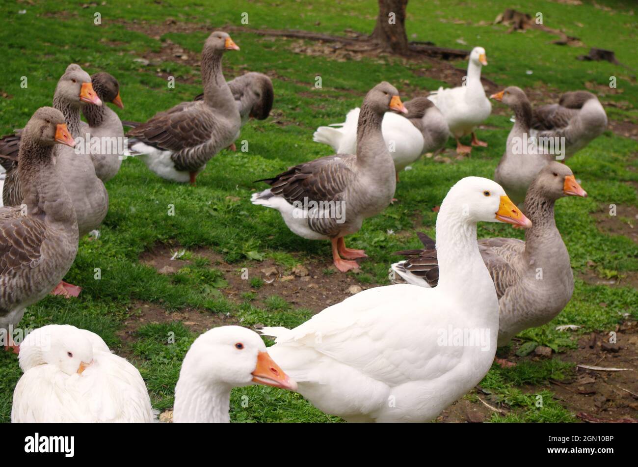Farm Geese
