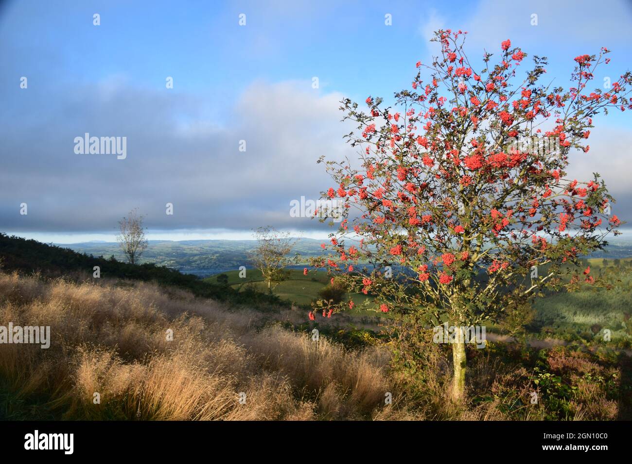 Hillside berries hi-res stock photography and images - Alamy