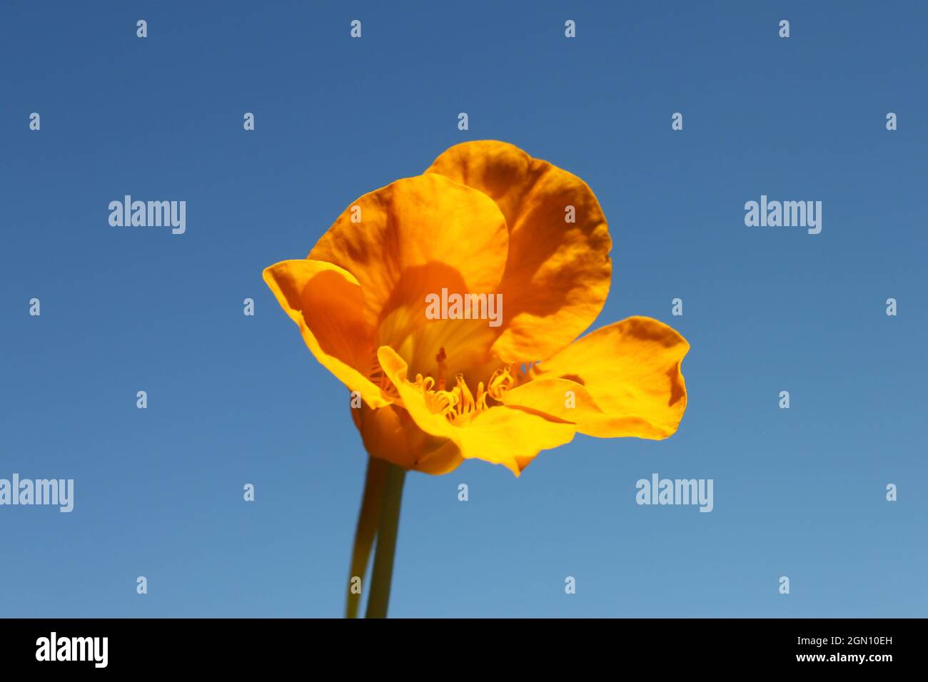 the yellow flower of the watercress plant against the blue sky Stock ...