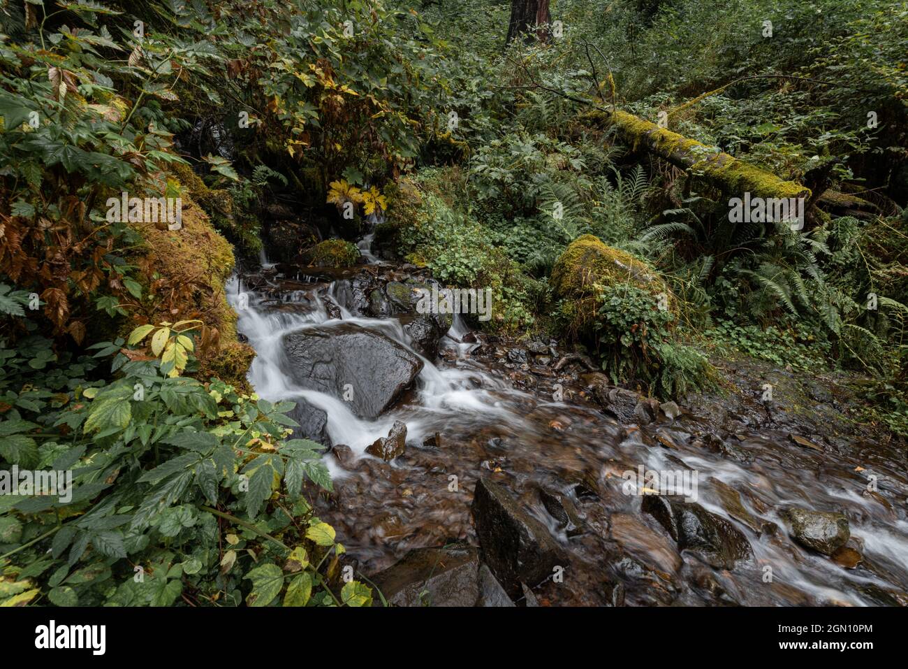 Creek stream water flowing over rocks in the lush beautiful forest ...