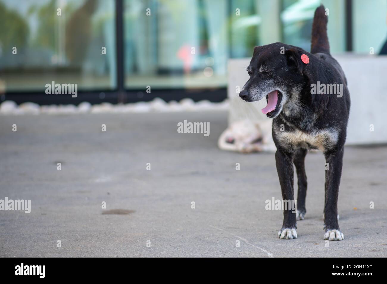 Angry looking dogs hi-res stock photography and images - Alamy