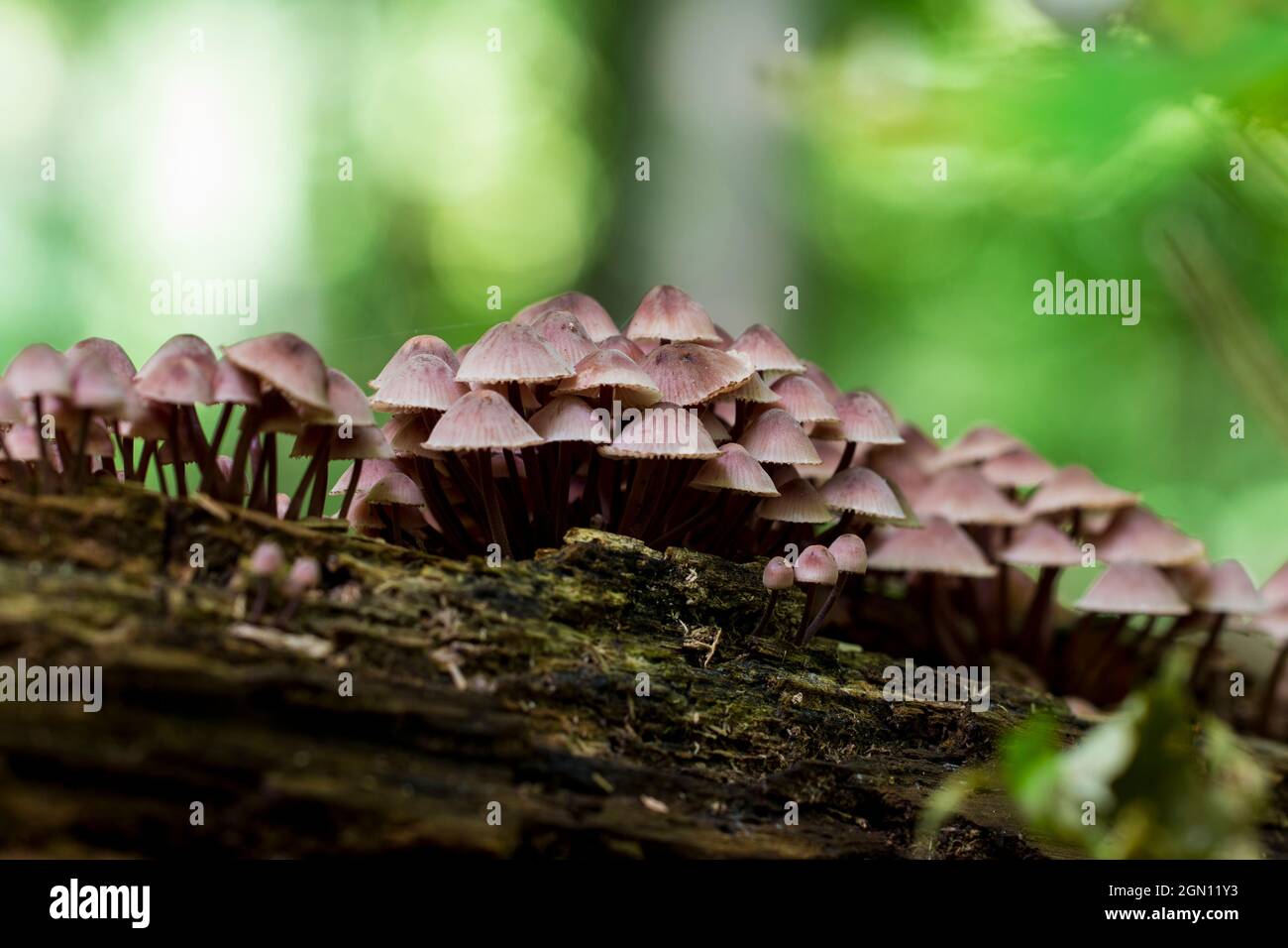 Mushrooms growing in the forest close up dolly. Wild mushrooms on a log in the forest. Mushroom ...