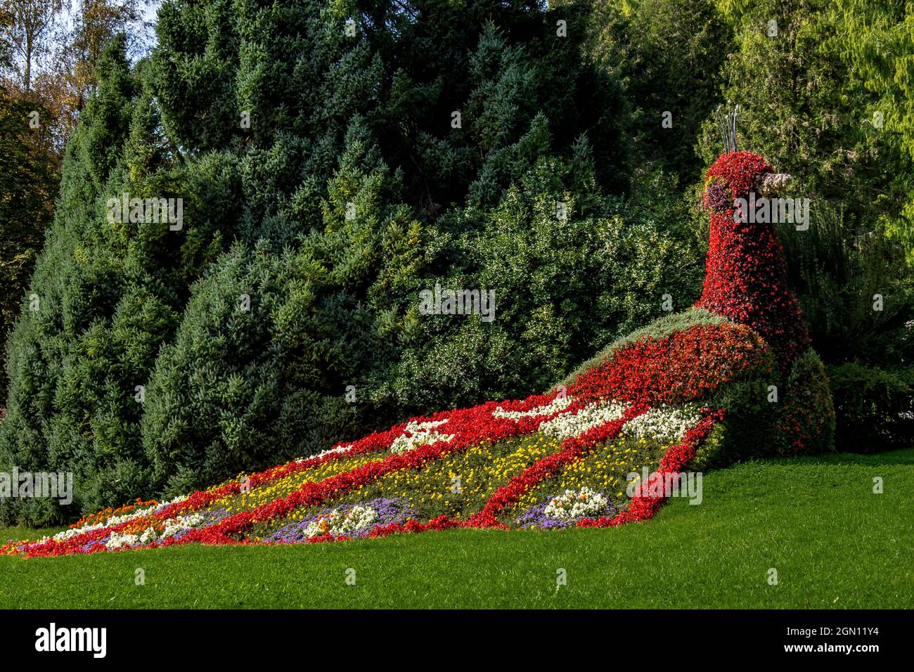 Mainau Island : Flower peacock Stock Photo - Alamy