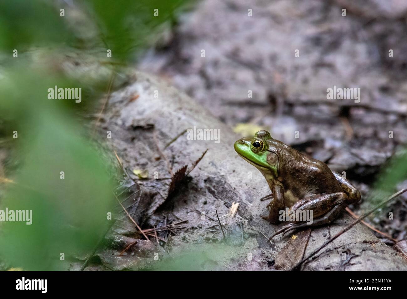 Female American bullfrog (Lithobates catesbeianus) - Pisgah National ...