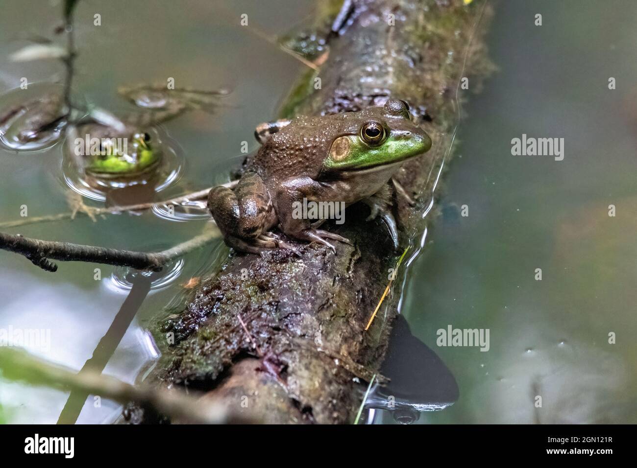 Female American bullfrog (Lithobates catesbeianus) - Pisgah National ...