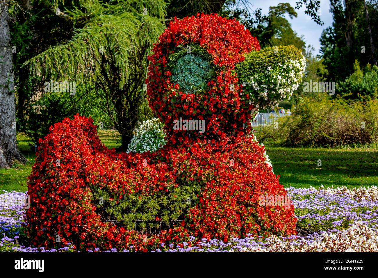 Bodensee : Flowerduck on the Island Mainau Stock Photo - Alamy