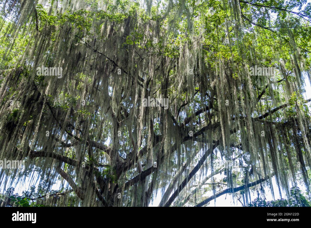 Trees covered by Spanish moss (Tillandsia usneoides) callled also Barba ...
