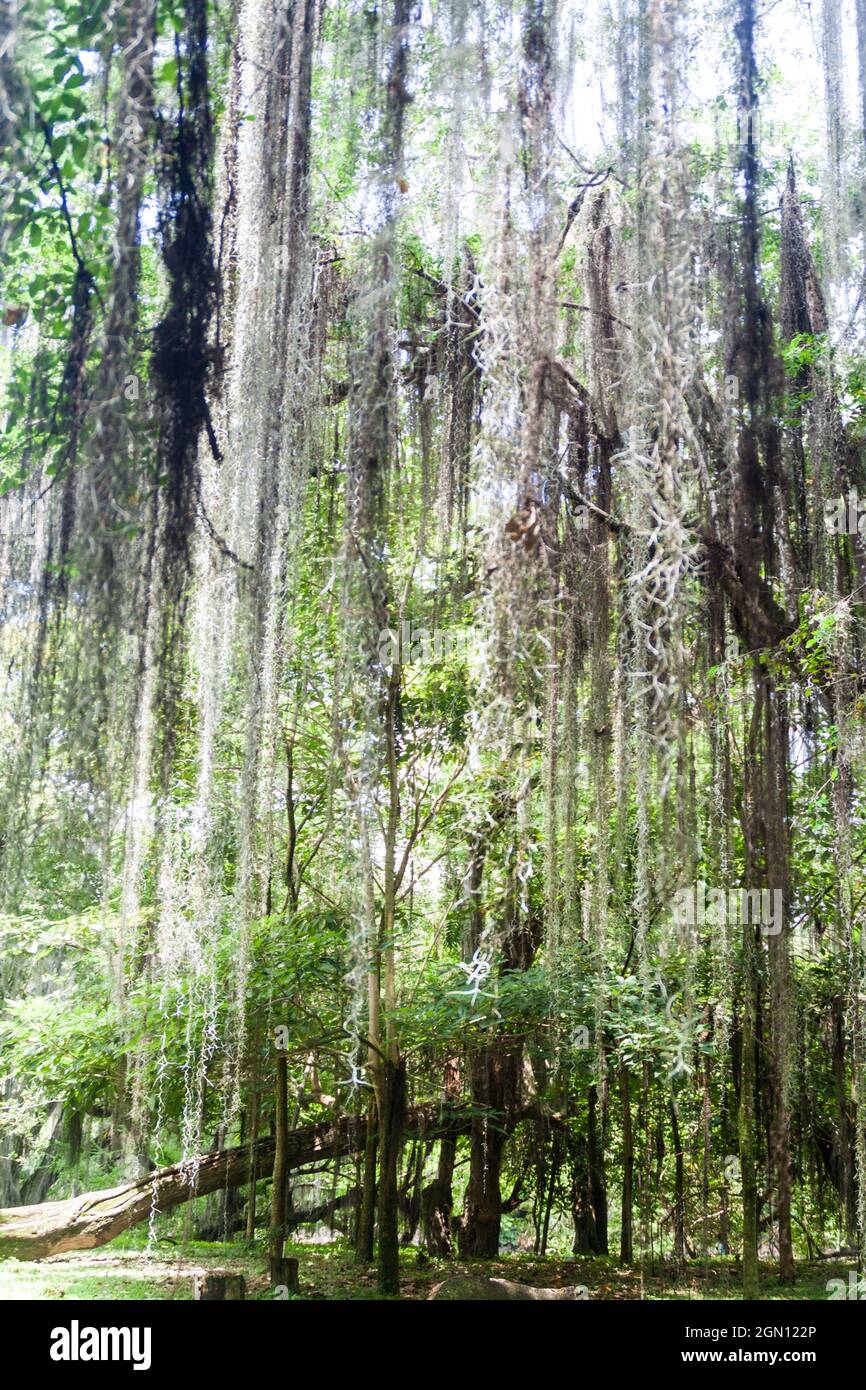 Trees covered by Spanish moss (Tillandsia usneoides) callled also Barba ...