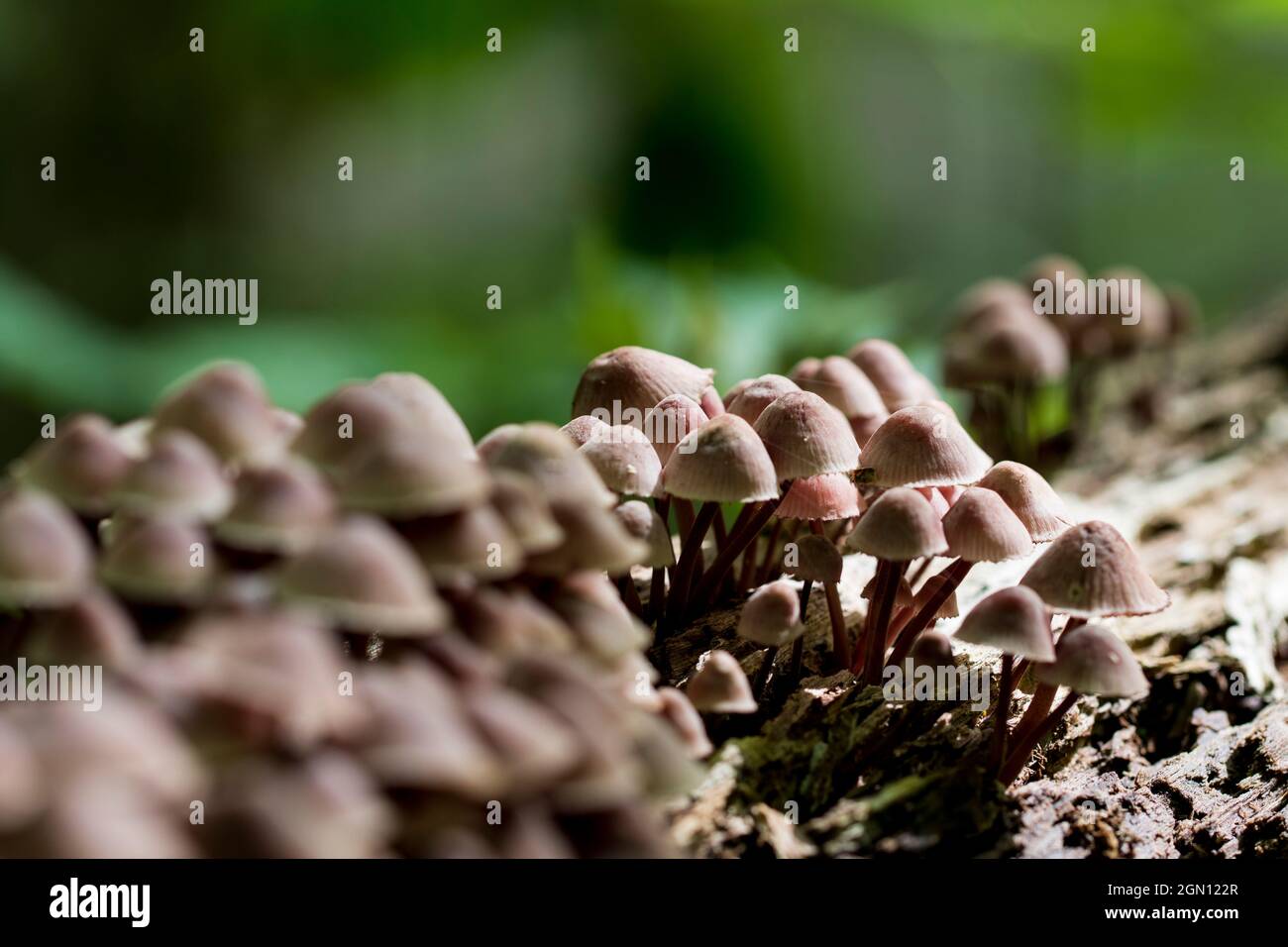 Small cluster white mushroom fungi hi-res stock photography and images ...