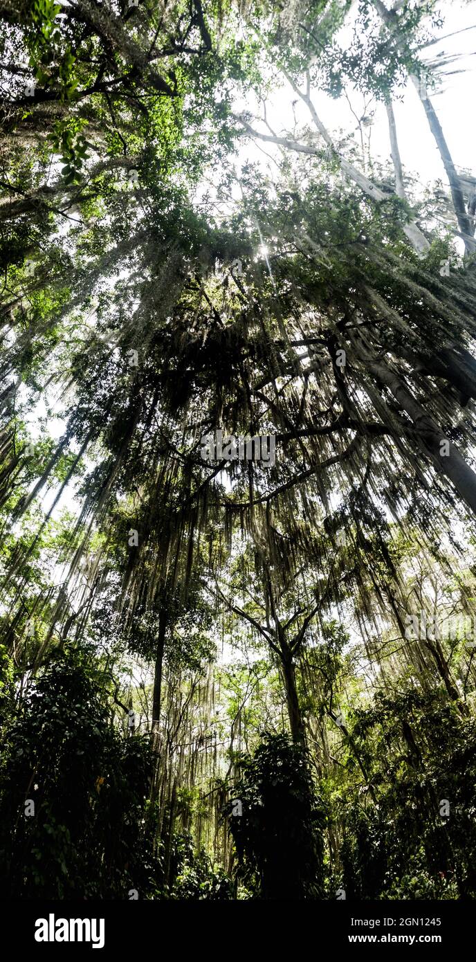 Trees covered by Spanish moss (Tillandsia usneoides) callled also Barba ...