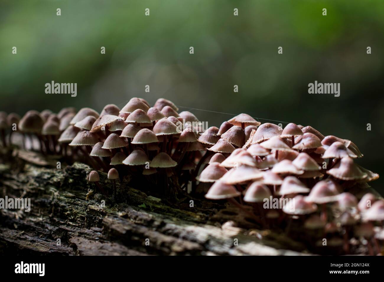 Fungi growing in the forest on a log. Panoramic view of forest with ...