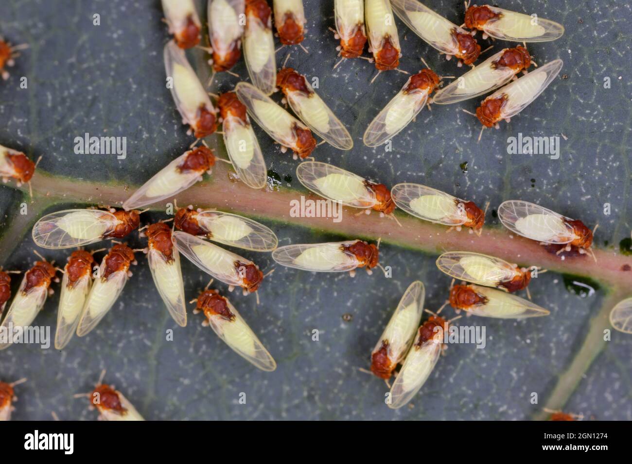 Colony of jumping plant lice or psyllids Calophya rhois on the leaves ...