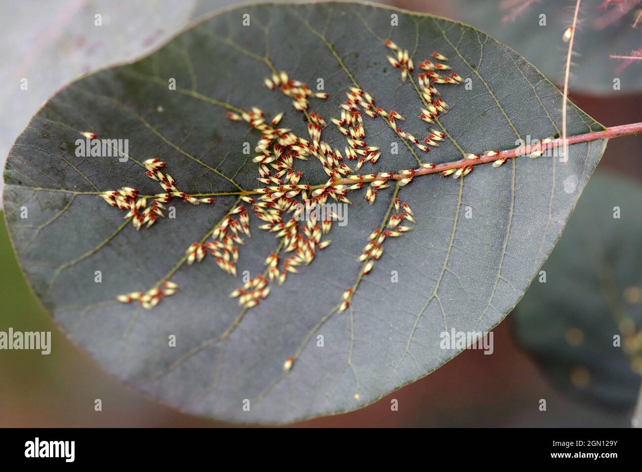 Colony of jumping plant lice or psyllids Calophya rhois on the leaves ...