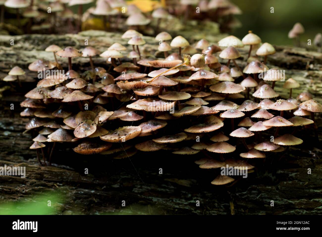 Mushrooms decomposing a log in the forest. Mushrooms sprouting after a ...