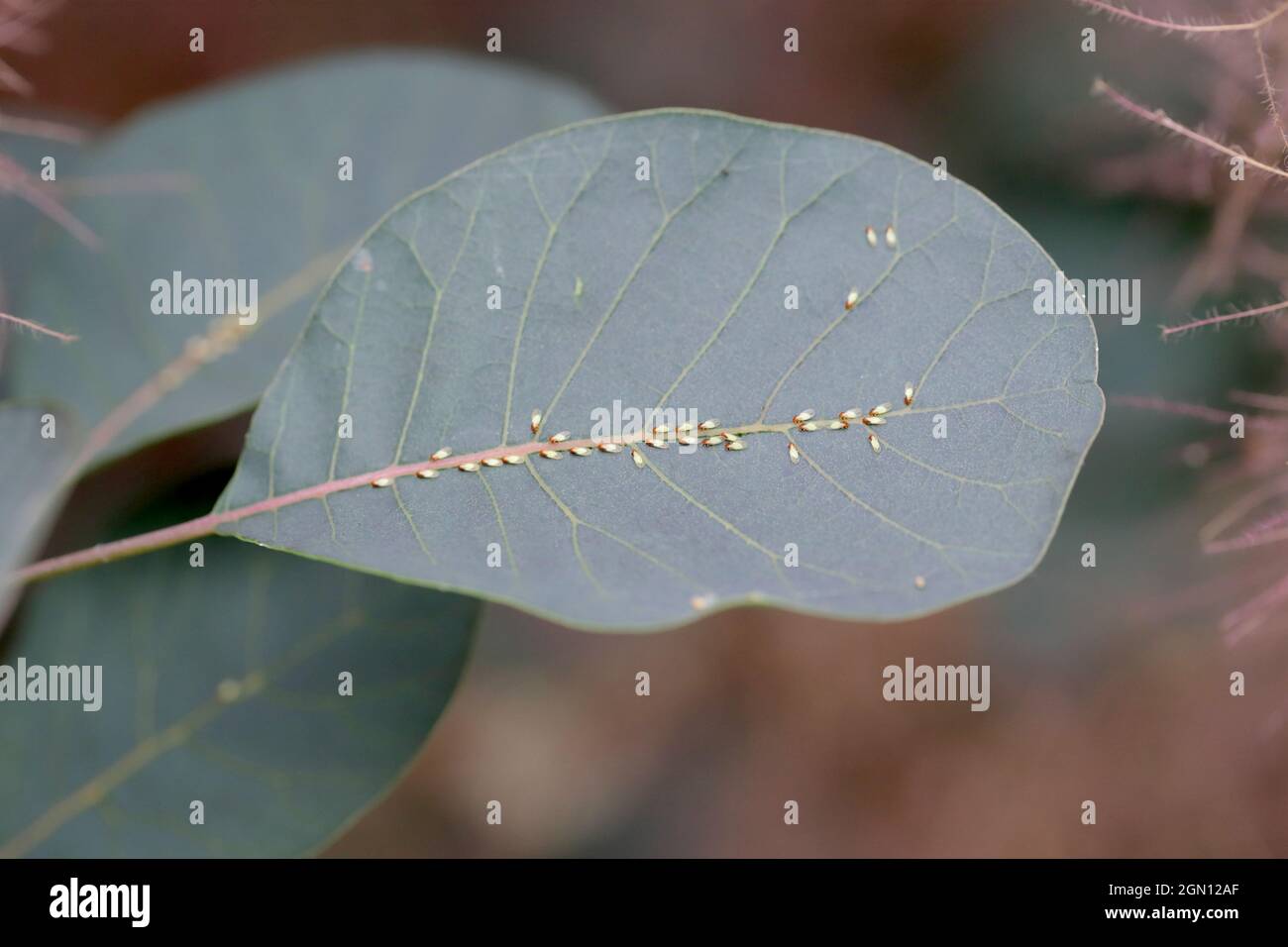 Colony of jumping plant lice or psyllids Calophya rhois on the leaves ...