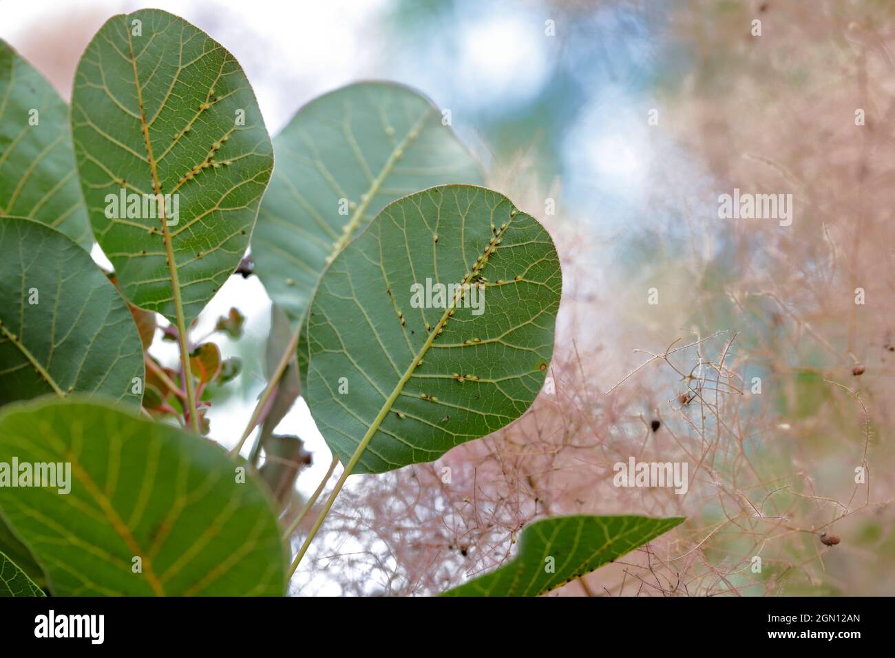 Colony of jumping plant lice or psyllids Calophya rhois on the leaves ...