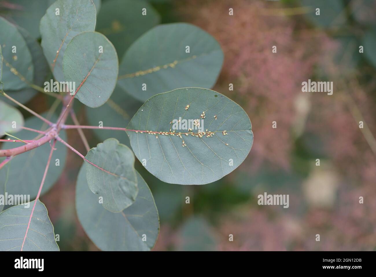 Colony of jumping plant lice or psyllids Calophya rhois on the leaves ...