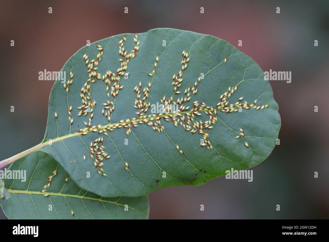Colony of jumping plant lice or psyllids Calophya rhois on the leaves ...