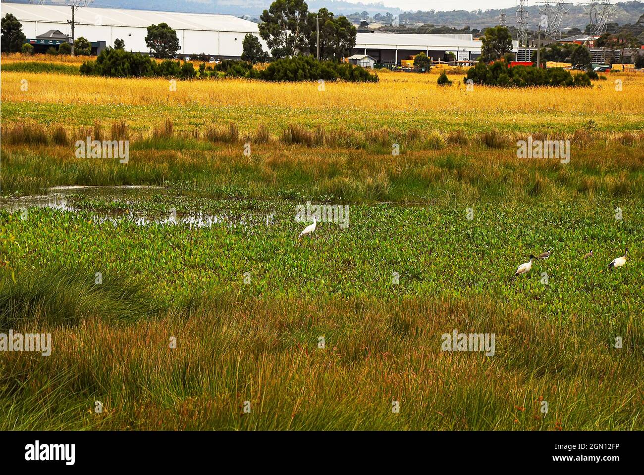 Walk along Hallam Main Drain. Victoria, Australia, January 1, 2014 ...