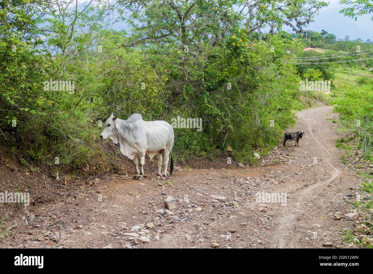 Cattle farm colombia hi-res stock photography and images - Alamy