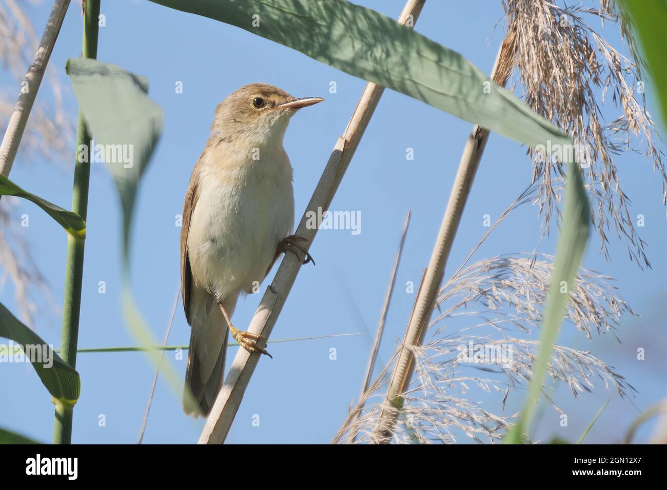 In nest of eurasian reed warbler acrocephalus scirpaceus hi-res stock ...
