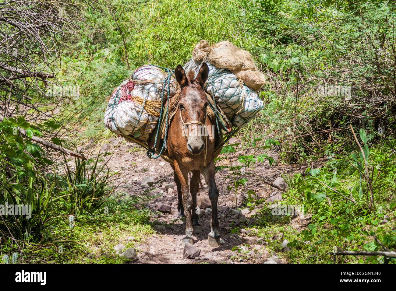Mule on a path in Chicamocha river canyon in Colombia Stock Photo - Alamy