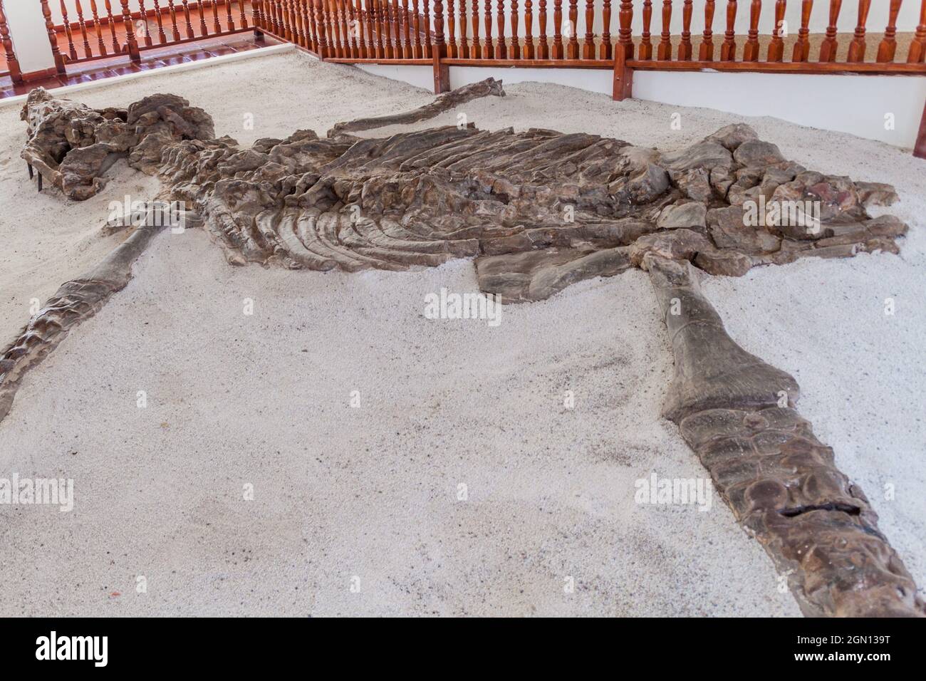 Fossilised specimen of Kronosaurus in El Fosil museum near Villa de ...