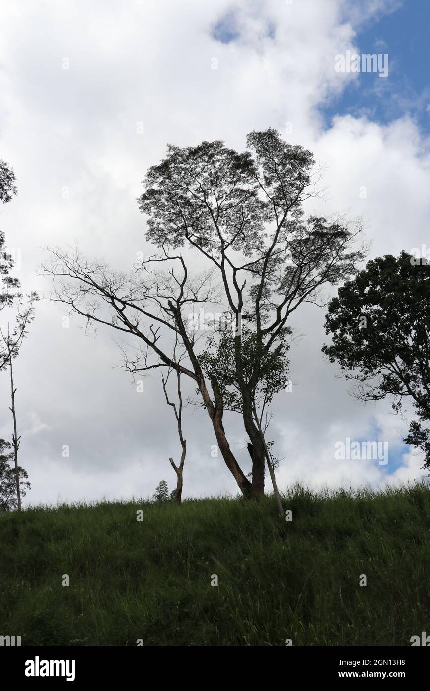 Half dry and half green tree hi-res stock photography and images - Alamy