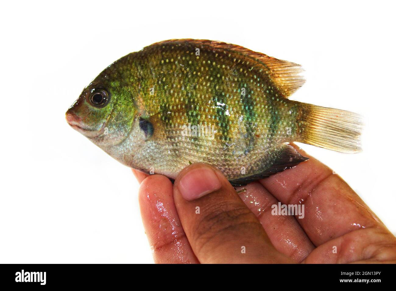 Person's hand holding small fish isolated on a white background Stock ...