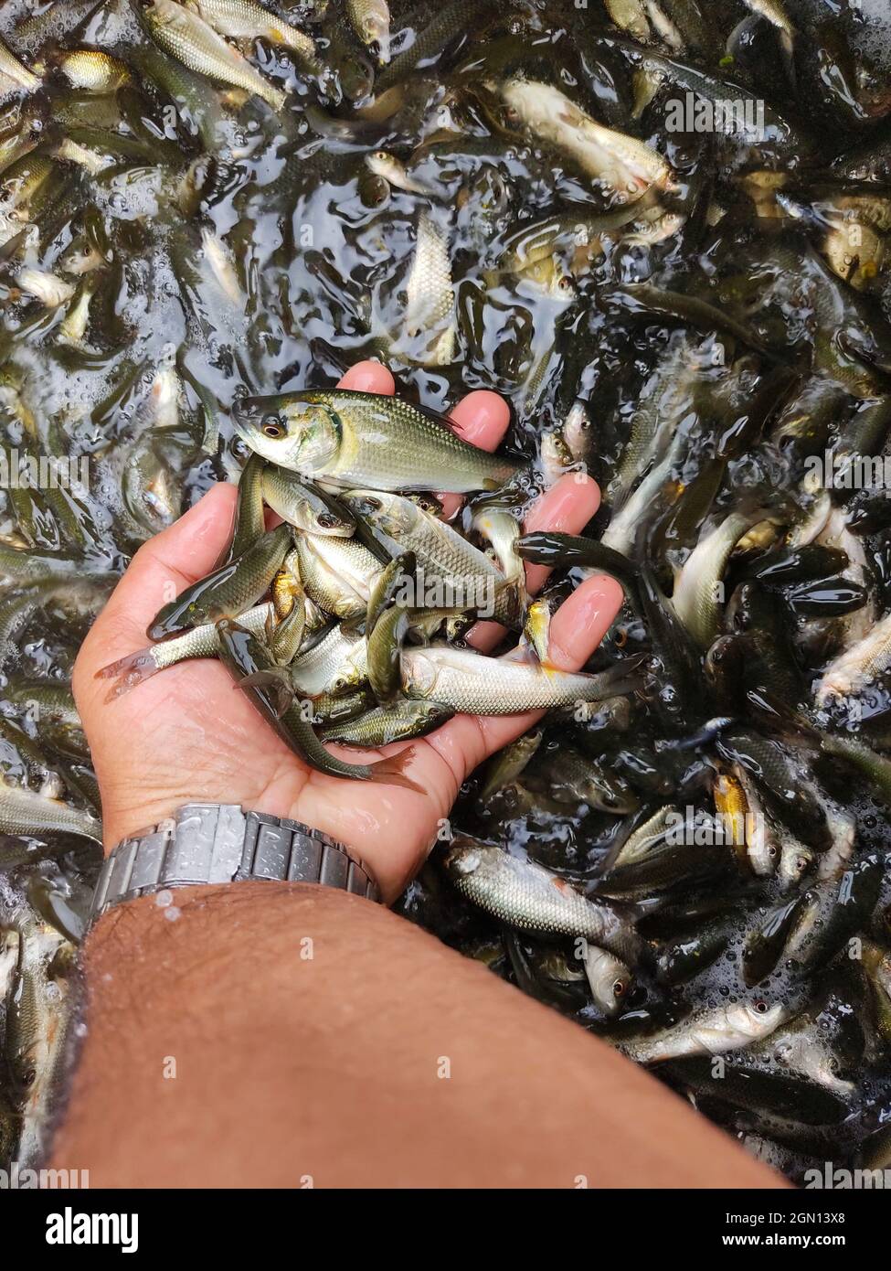 Person's hand holding small fish in a seafood market Stock Photo - Alamy