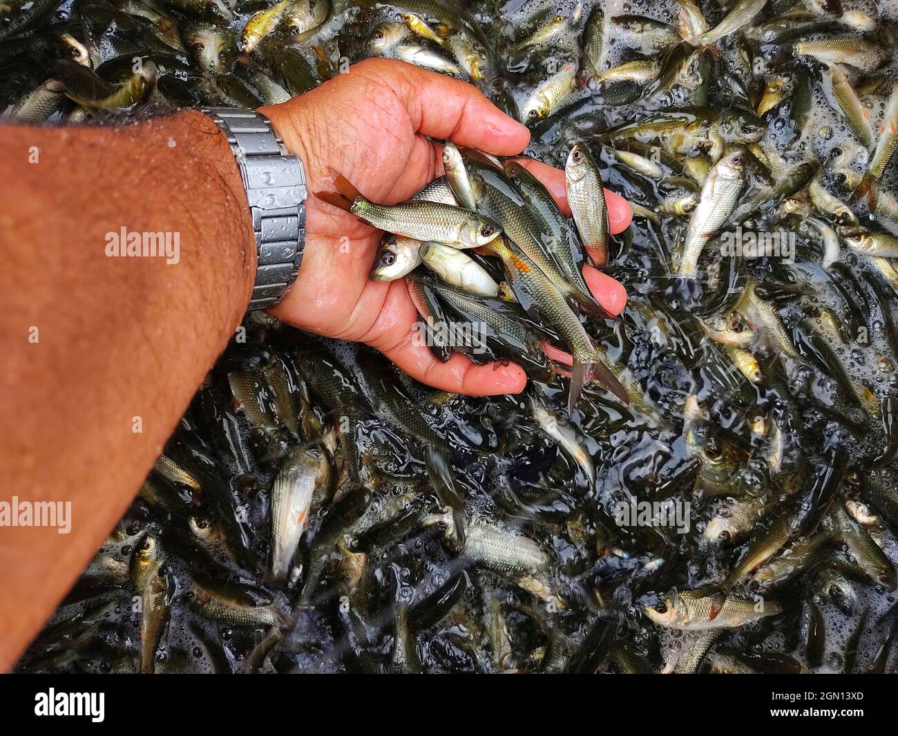 Person's hand holding small fish in a seafood market Stock Photo - Alamy