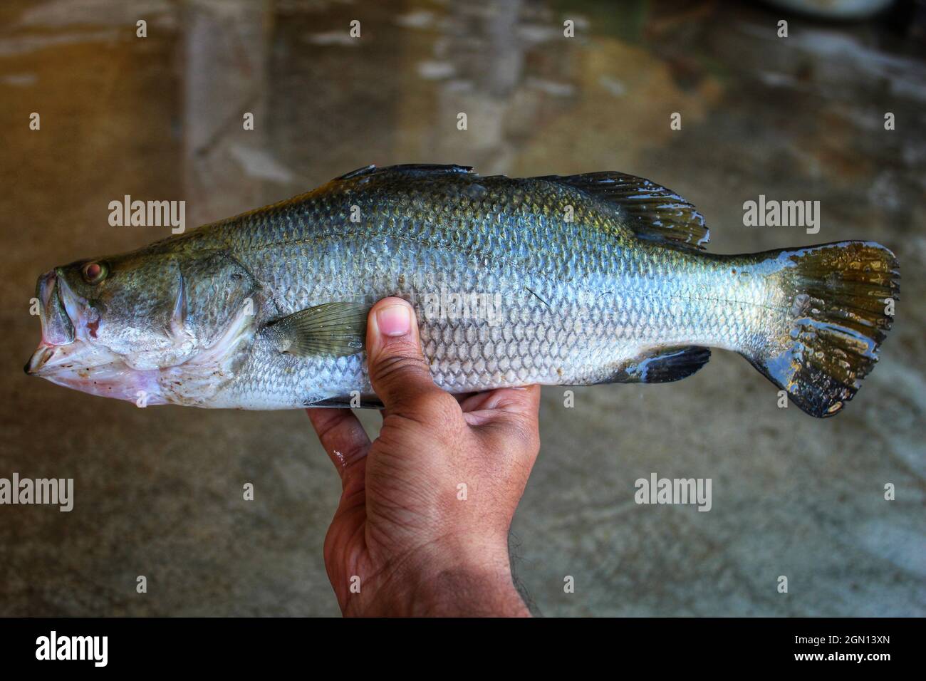Person's hand holding fish in a seafood market Stock Photo - Alamy