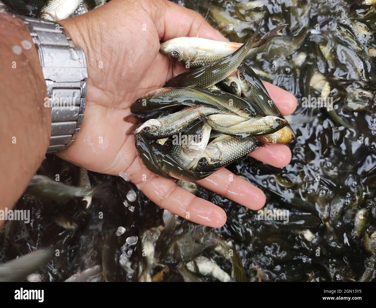 Person's hand holding small fish in a seafood market Stock Photo - Alamy