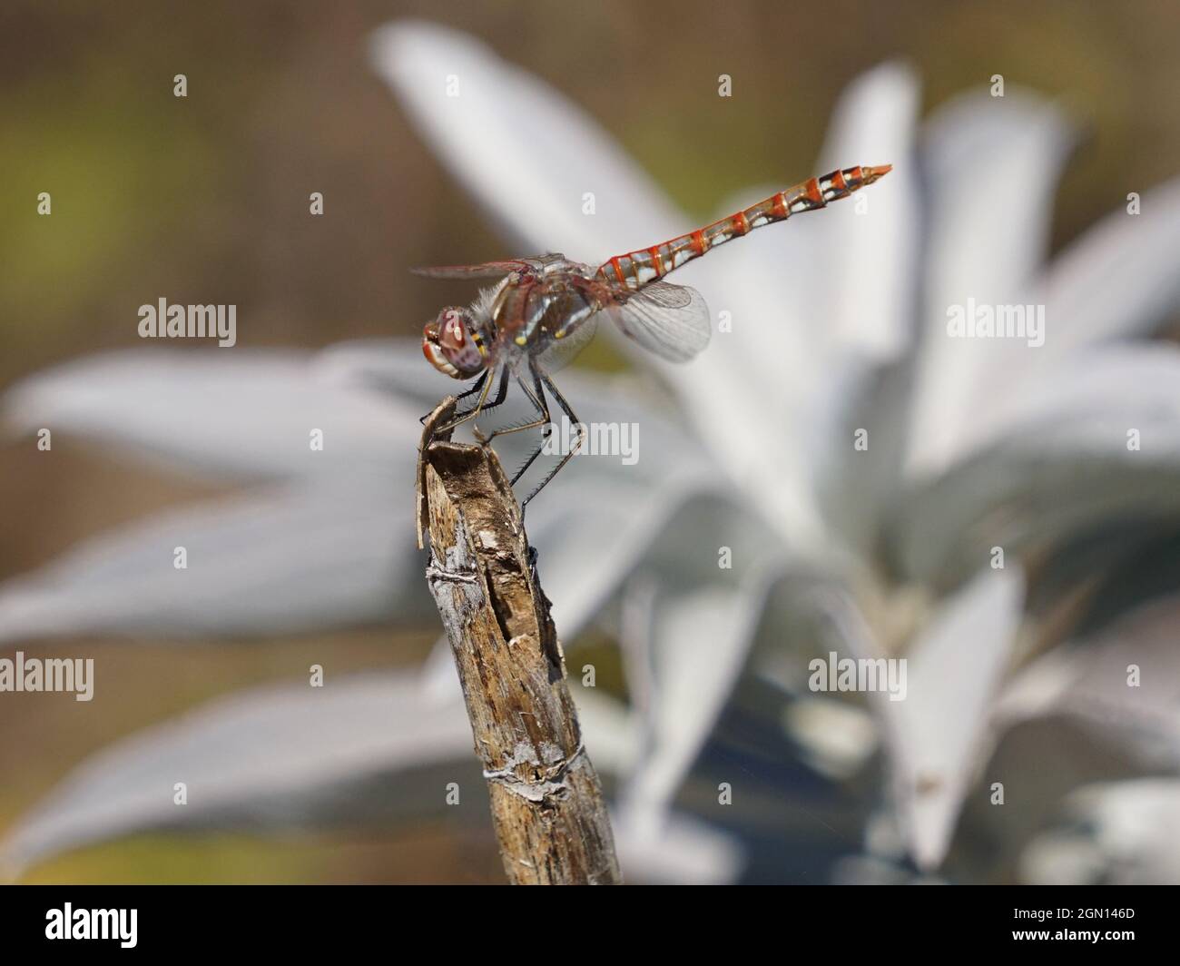 A colorful dragonfly at rest on a dead twig Stock Photo - Alamy