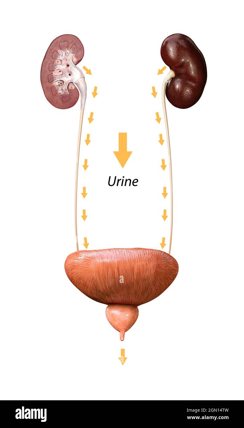 Scientific medical illustration of kidneys and bladder anatomy 3d ...