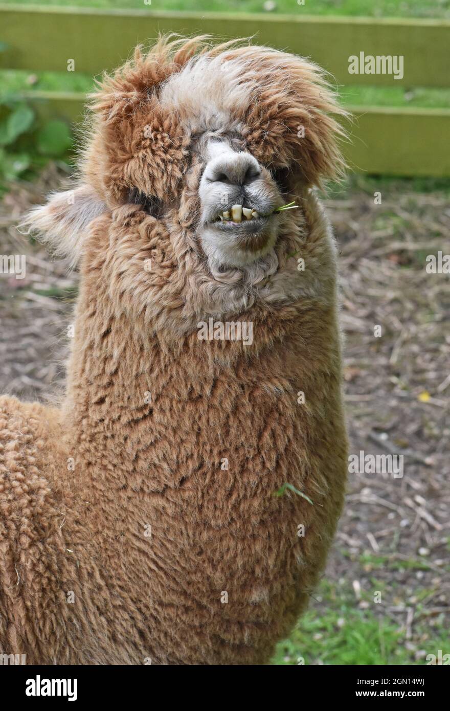Alpaca Head Shot, Standing in Field Stock Photo - Alamy