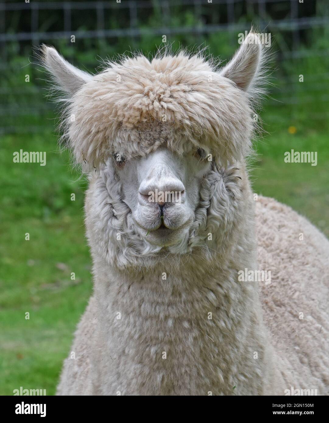 Alpaca Head Shot, Standing in Field Stock Photo - Alamy