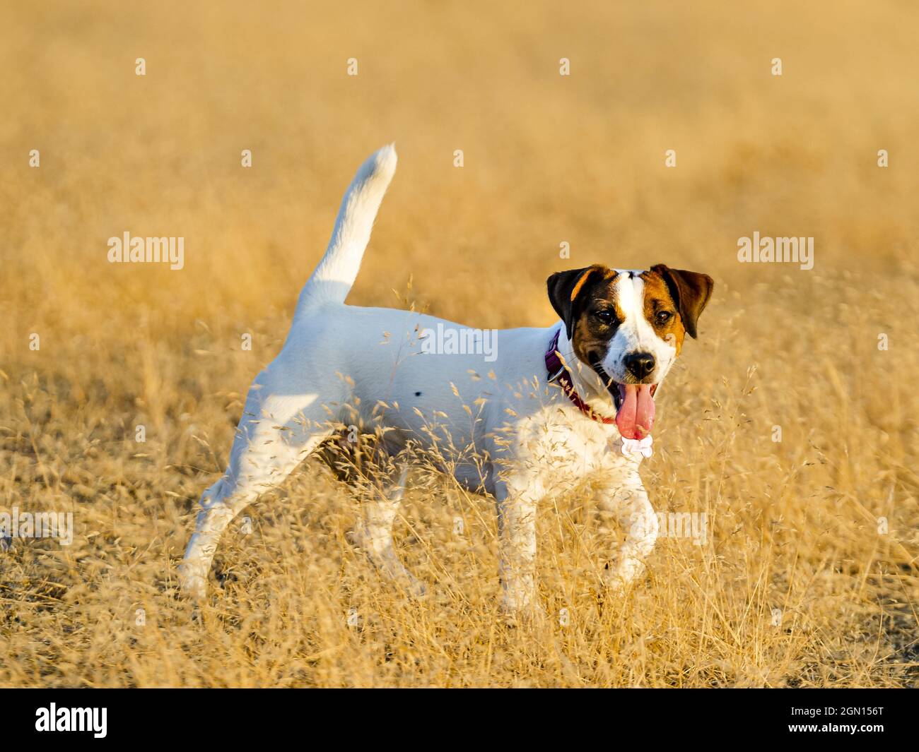 Adorable Jack Russell Terrier in a sunny rural field Stock Photo - Alamy