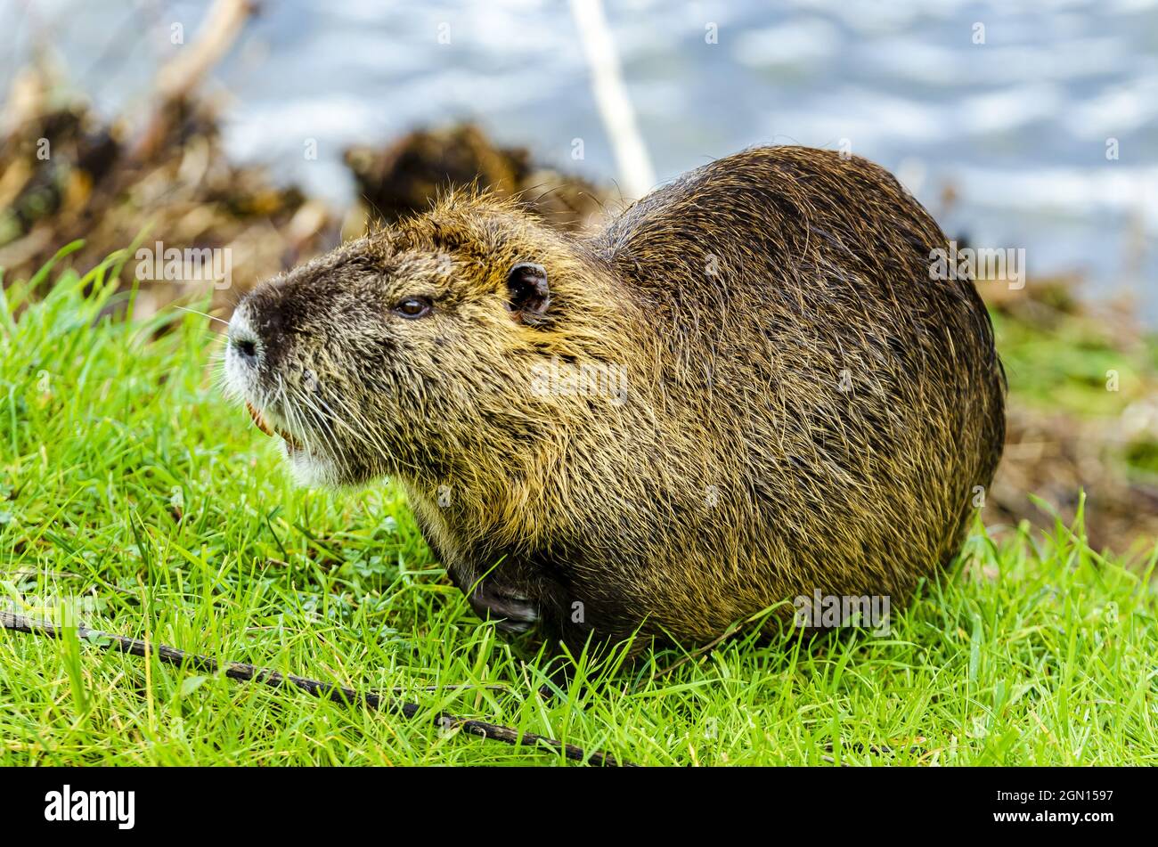 Nutria (Myocaster coypus) semi-aquatic mammal on the bay of Fossa dell ...