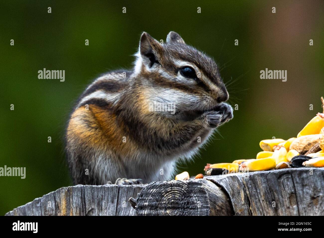 Chipmunk snacking on corn Stock Photo - Alamy
