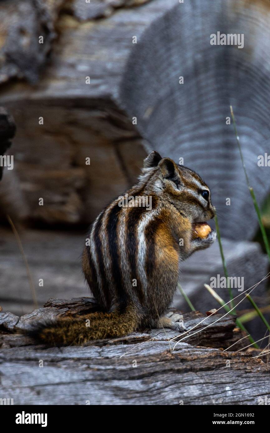 Chipmunk in nature hi-res stock photography and images - Alamy