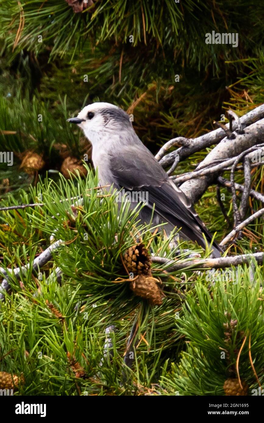 Robber bird hi-res stock photography and images - Alamy