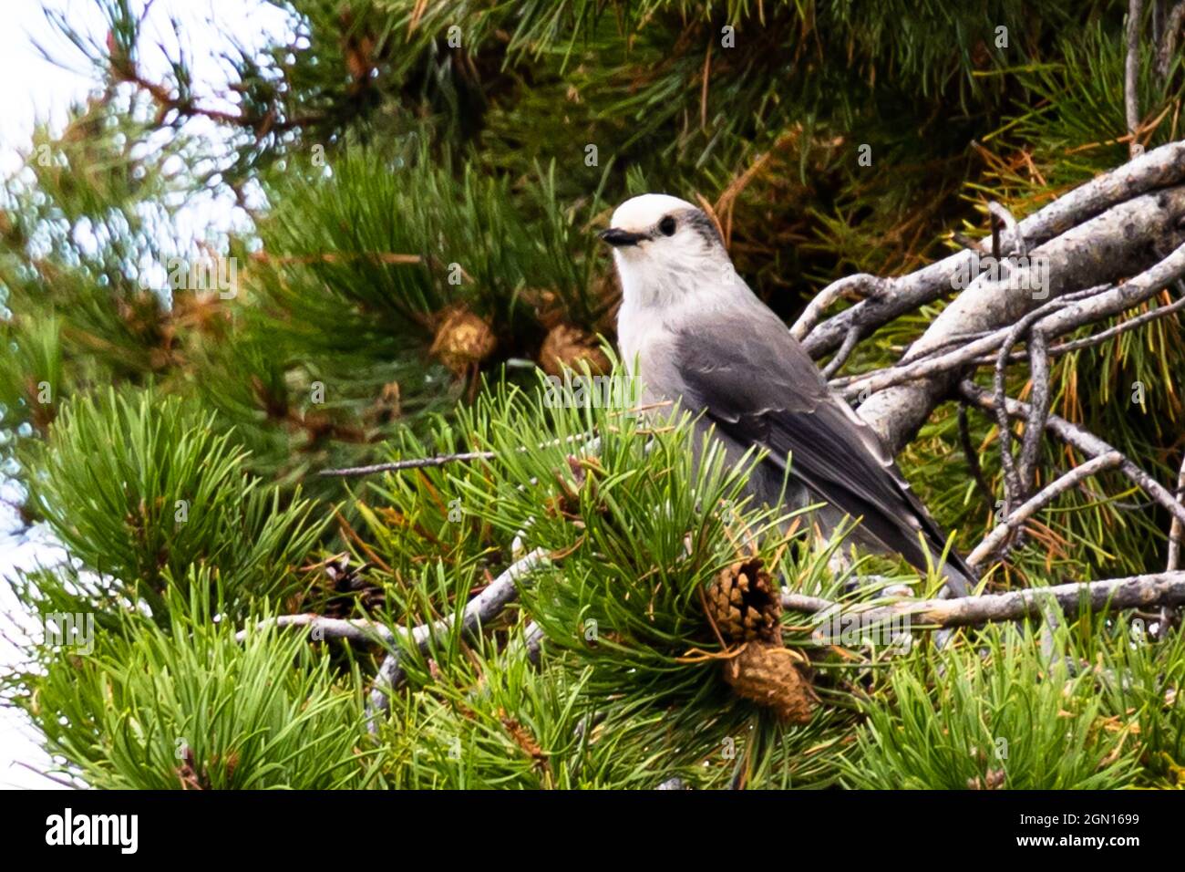 Camp robber hi-res stock photography and images - Alamy