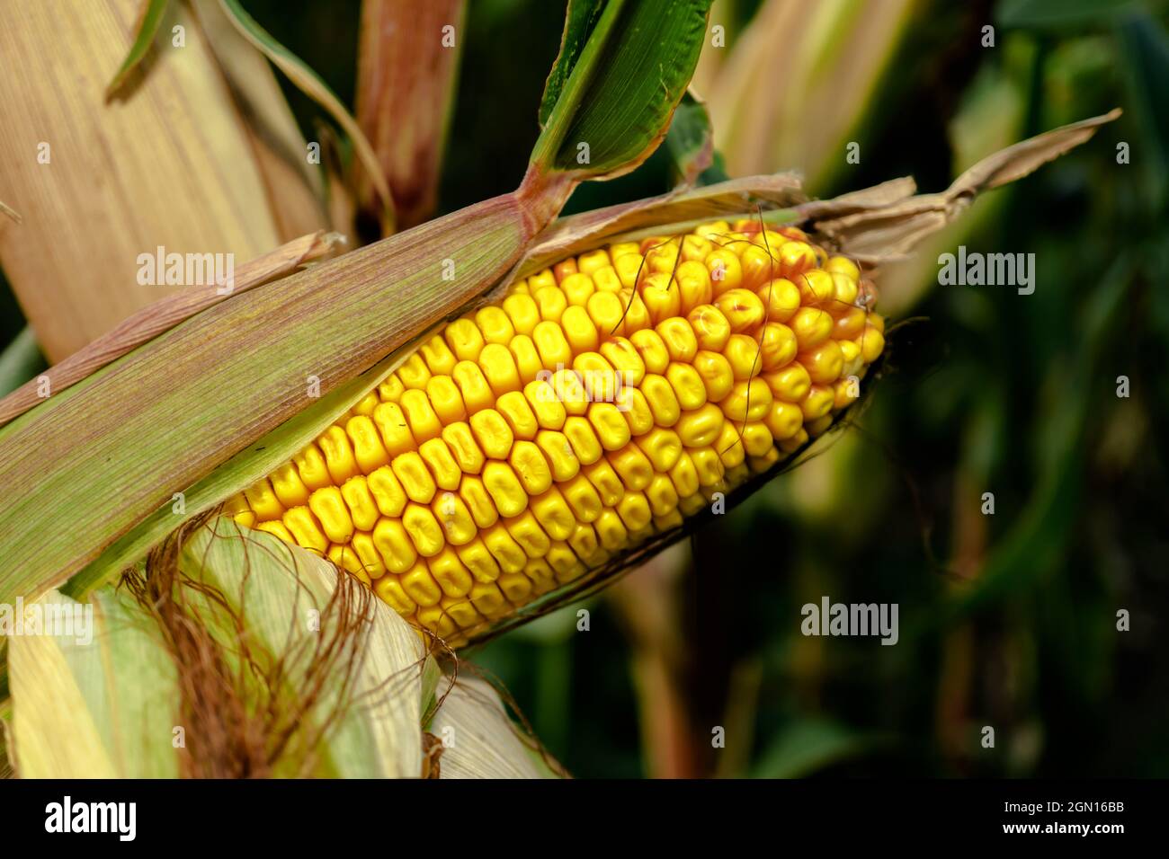 Ripe corn in a head of cabbage, half peeled, on the trunk of a plant ...