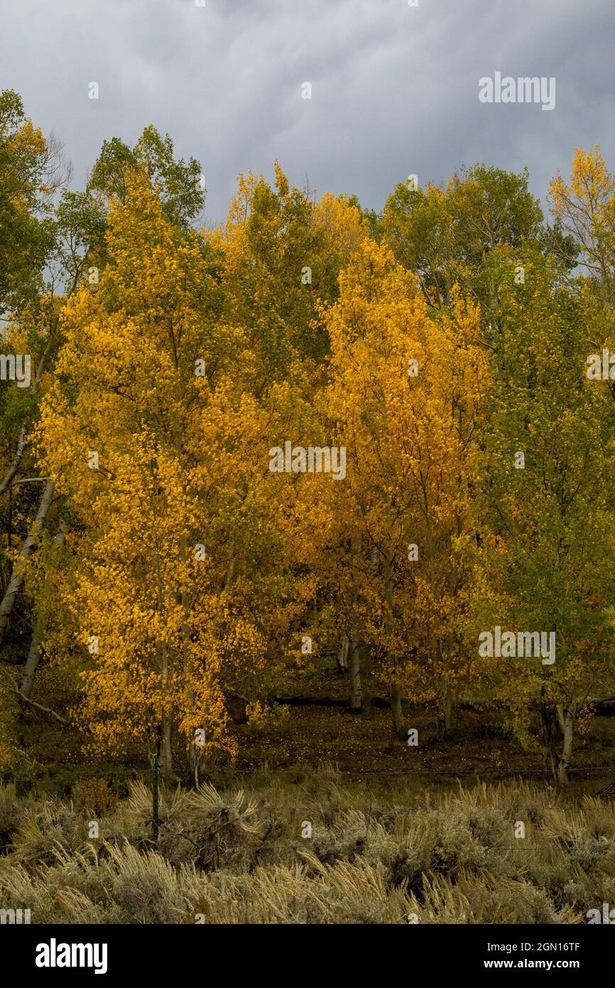 Bright autumn series hi-res stock photography and images - Alamy