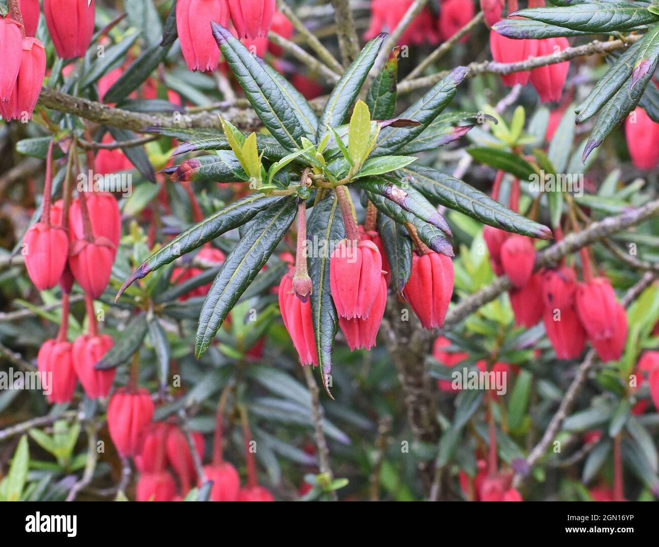 Chile Lantern Tree, Logan Botanic Gardens, Scotland Stock Photo - Alamy