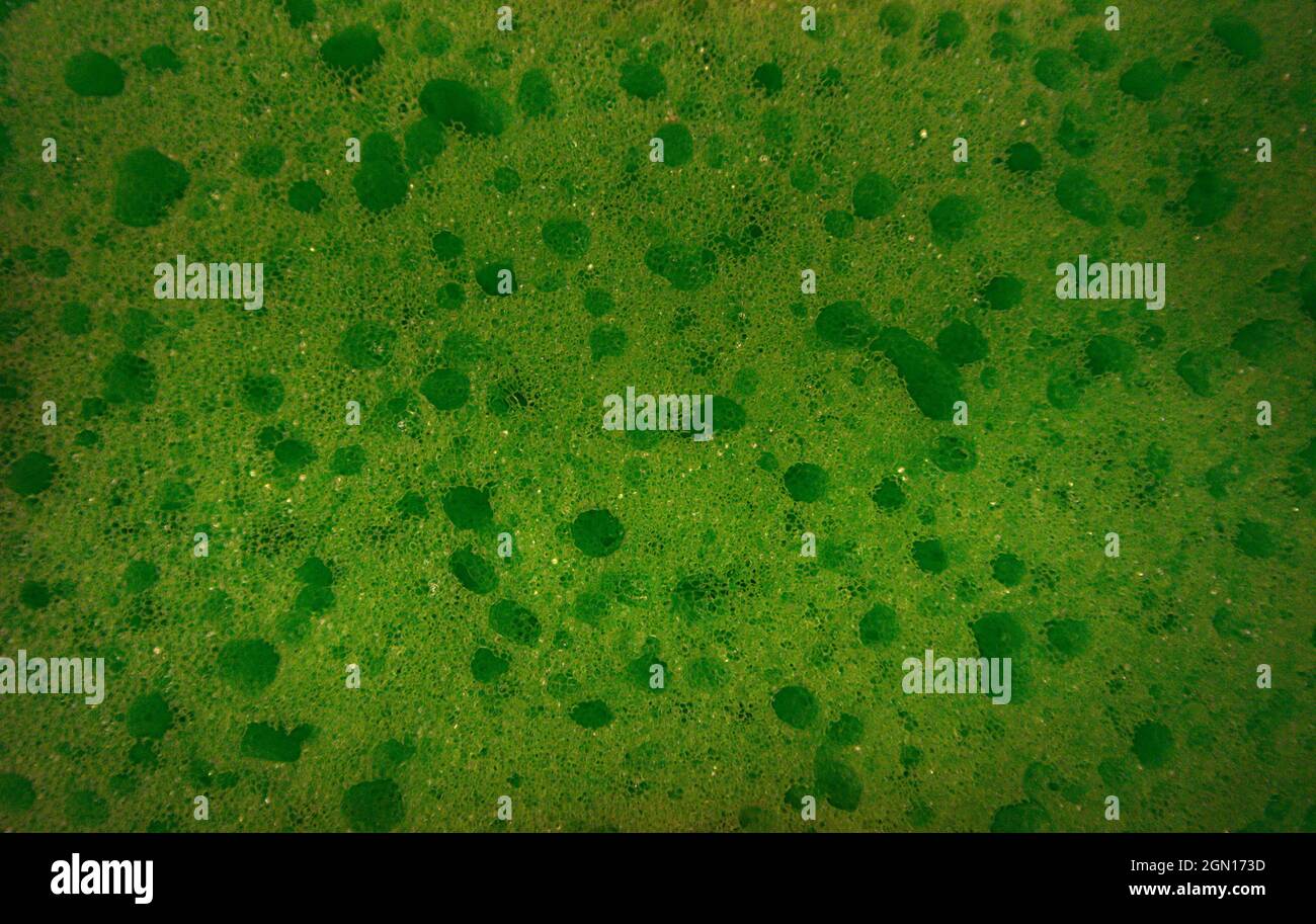 Closeup shot of a sponge in different shades of green Stock Photo - Alamy